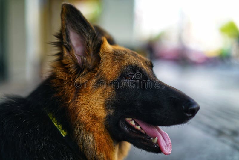 Side View of a German Shepherd Dog with Tongue Out Stock Photo - Image ...