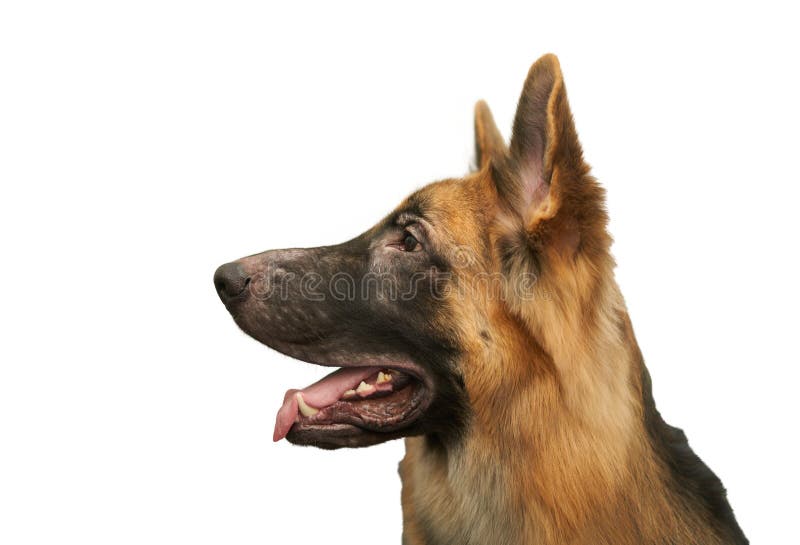 Side View of a German Shepherd Puppy Sitting Isolated on White Stock ...