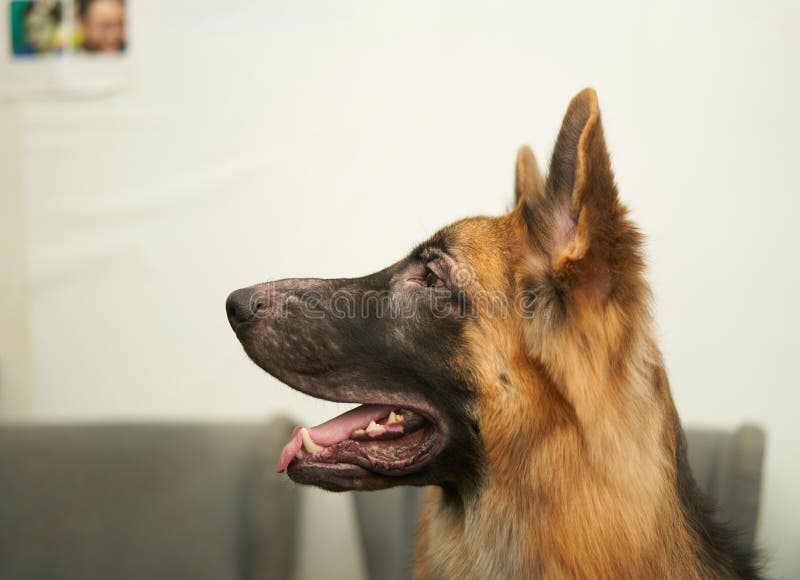 Side View of a German Shepherd Puppy Sitting in a Room in a Typical ...