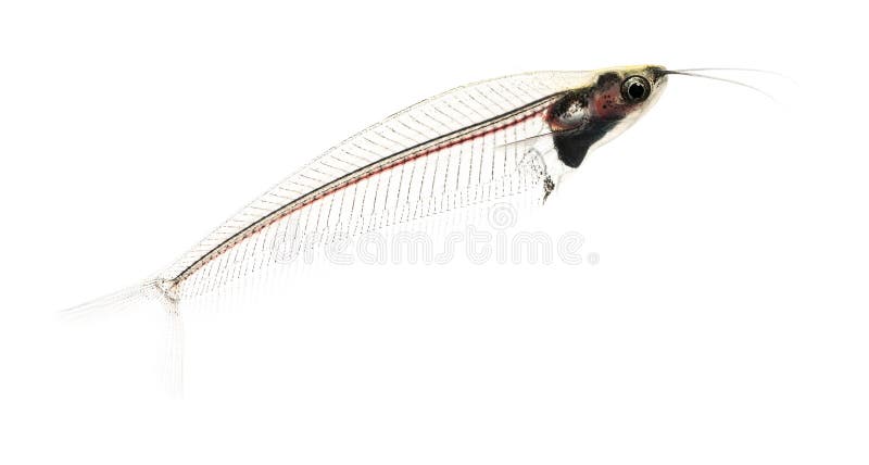 Side View of a Ghost Catfish, Kryptopterus Minor Stock Photo - Image of ...