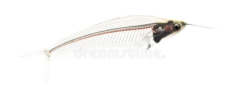 Side View of a Ghost Catfish, Kryptopterus Minor Stock Photo - Image of ...