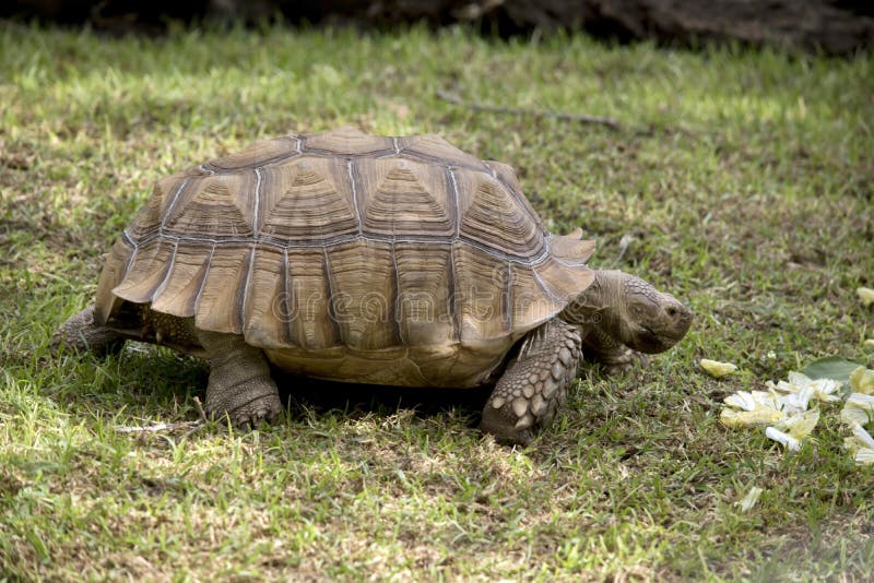 This is a Side View of a Giant Tortoise Stock Image - Image of blooded ...