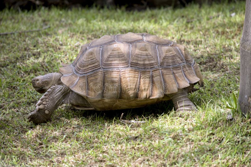 This is a Side View of a Giant Tortoise Stock Image - Image of reptile ...
