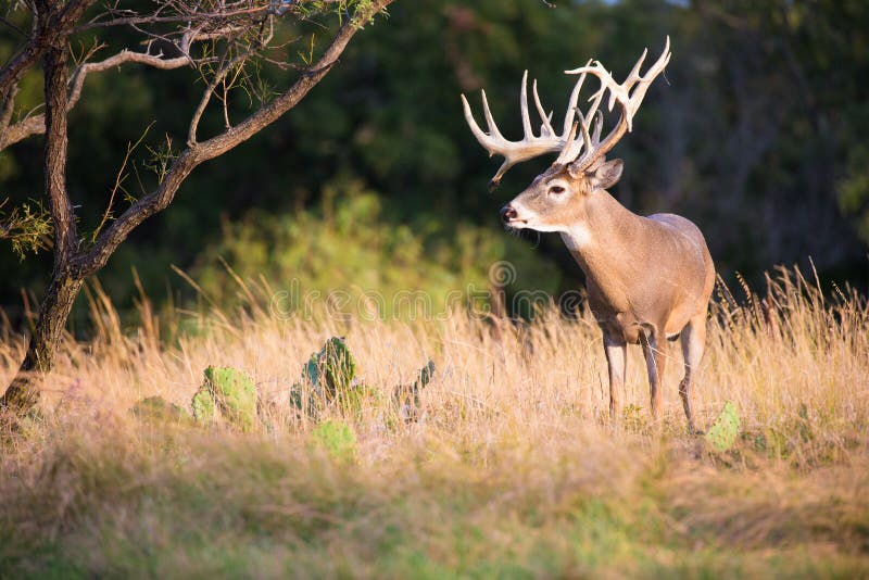 Golden Light on Nice Typical Whitetail Buck Stock Photo - Image of heat ...