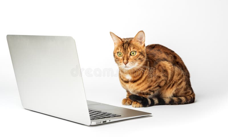 Side View Ginger Bengal Cat Looking Laptop Screen Stock Photos - Free ...