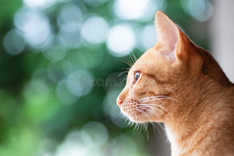 Side View of Ginger Cat Looking Something Stock Photo - Image of cute ...
