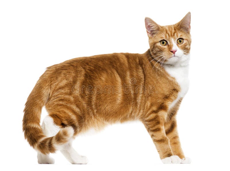 Side View of a Ginger Mixed-breed Cat Standing Stock Image - Image of ...