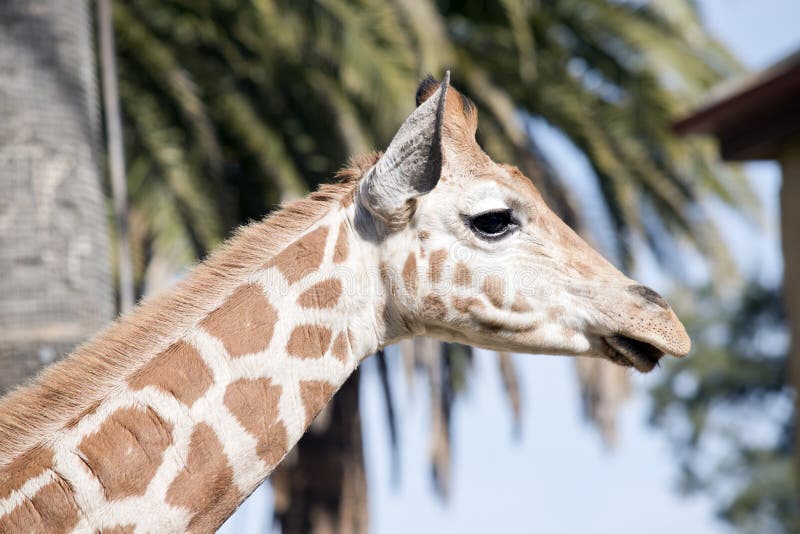This is a Side View of a Giraffe Stock Photo - Image of animal, giraffe ...