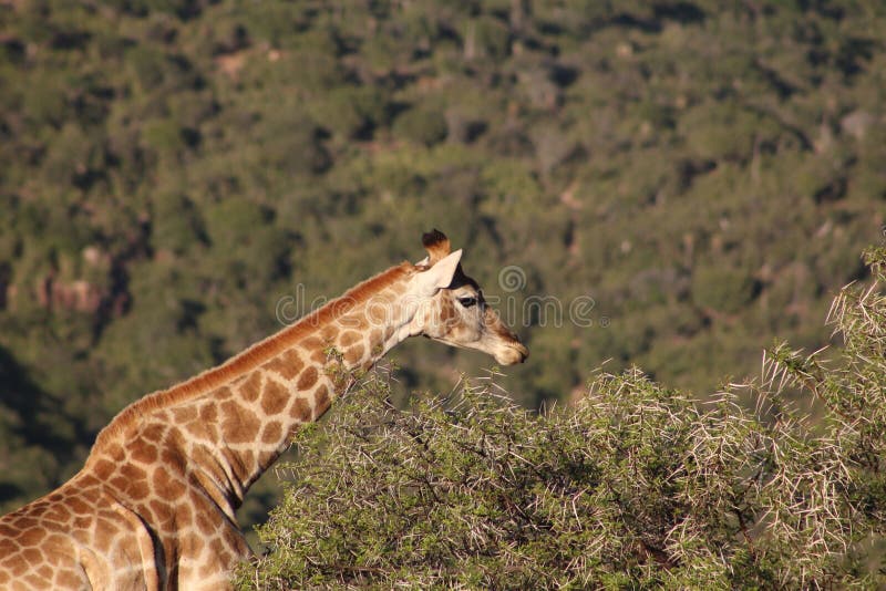 Side View of a Giraffe in the Wild Stock Image - Image of african, view ...