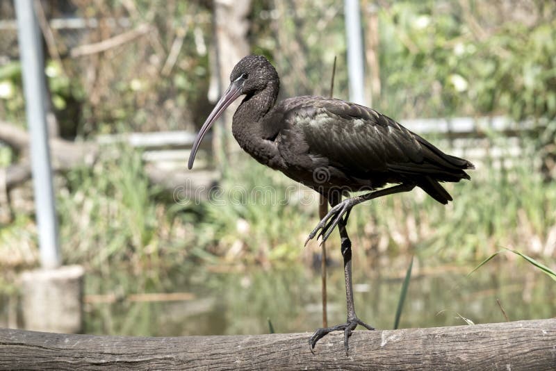 A glossy ibis stock image. Image of view, mauve, legs - 129700863