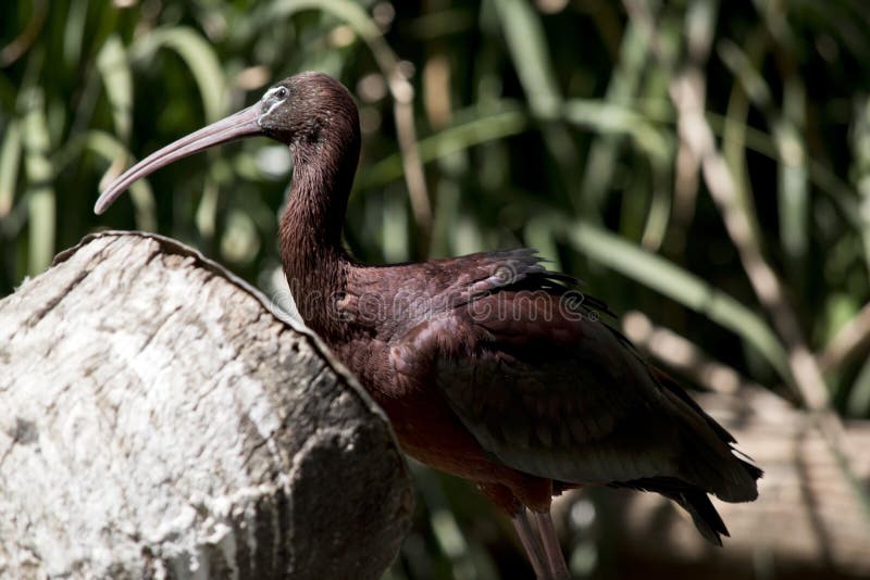 This is a Side View of a Glossy Ibis Stock Image - Image of camouflage ...