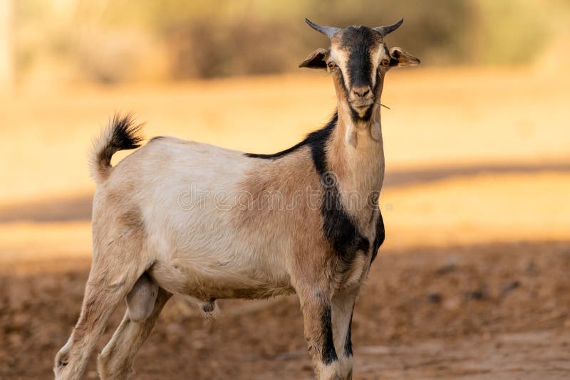 View of a Goat Eating Herbs in the Mountain Stock Image - Image of ...