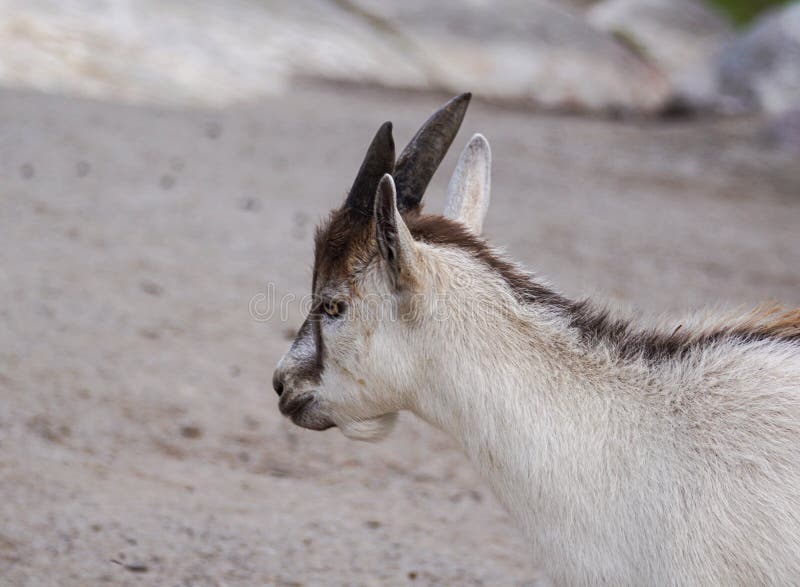 Side View of a Goat Standing on Field Stock Photo - Image of young ...