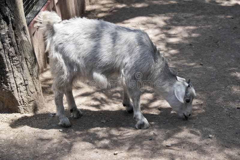 This is a Side View of a Goat Stock Image - Image of rural, hairy ...