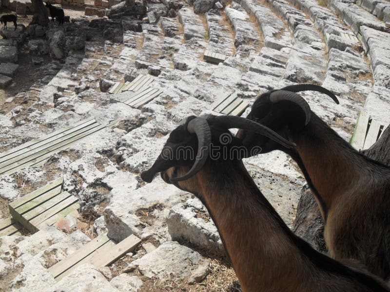 Side View of Goats stock photo. Image of goats, goat - 168803252