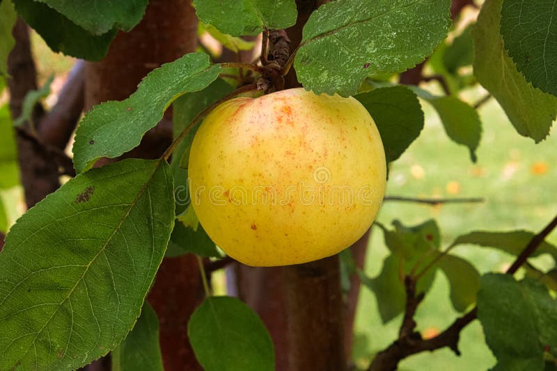The Side View of a Golden Apple Ready for Harvest Stock Photo - Image ...