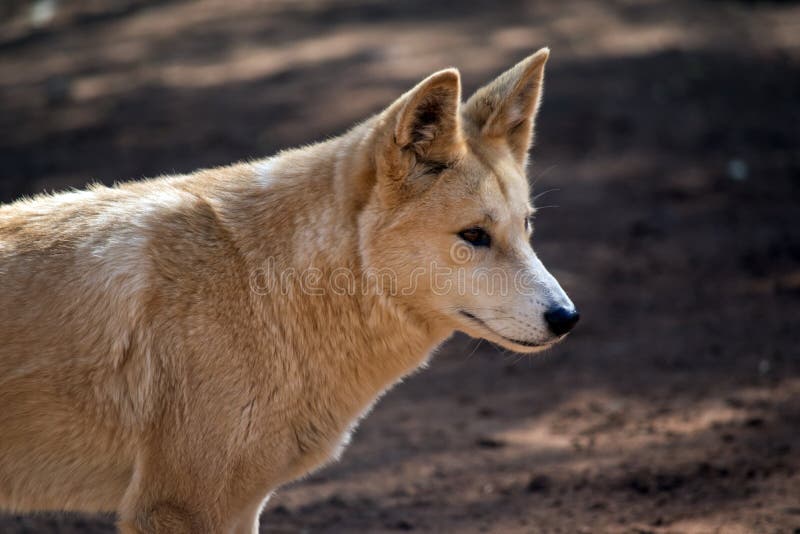 A golden dingo stock image. Image of dingo, australia - 128663529