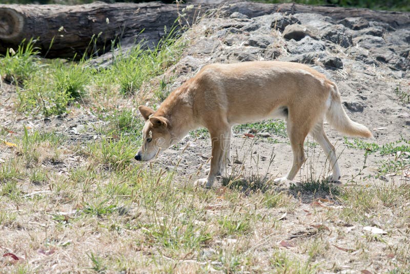 This is a Side View of a Golden Dingo Stock Image - Image of white ...