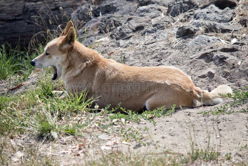 A golden dingo stock photo. Image of australia, nose - 125698254