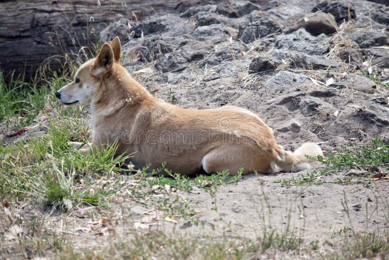 This is a Side View of a Golden Dingo Stock Photo - Image of whiskers ...