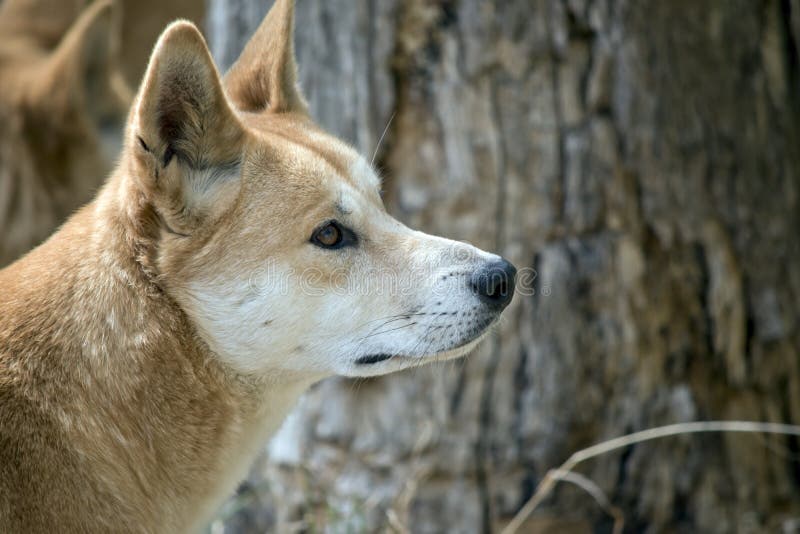 Golden dingo stock image. Image of wild, golden, closeup - 100190949