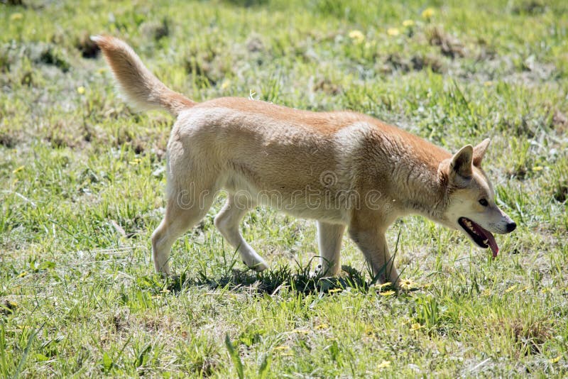 This is a Side View of a Golden Dingo Stock Photo - Image of mammal ...