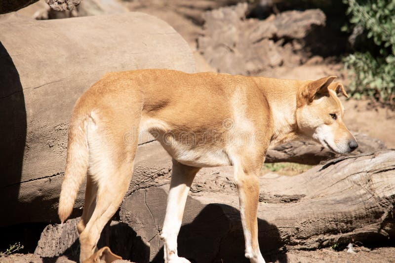 This is a Side View of a Golden Dingo Stock Image - Image of white ...