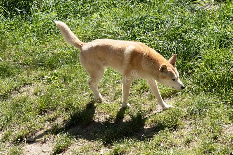 This is a Side View of a Golden Dingo Stock Image - Image of australia ...