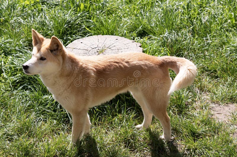A Side View of a Golden Dingo Stock Photo - Image of resting, wild ...