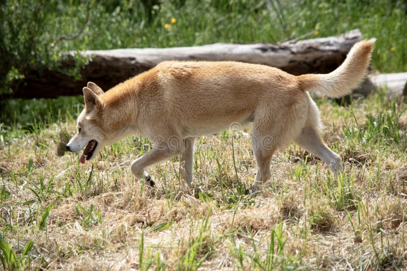 This is a Side View of a Golden Dingo Stock Photo - Image of killers ...