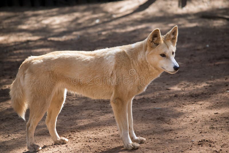 A golden dingo stock photo. Image of australia, nose - 125698254