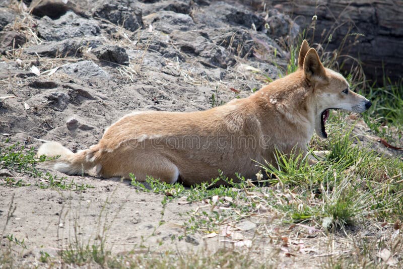 This is a Side View of a Golden Dingo with Its Mouth Open Resting Stock ...