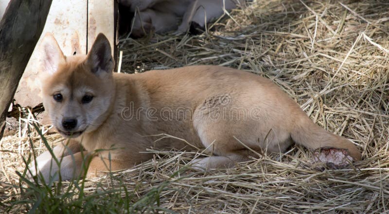 A golden dingo stock photo. Image of golden, dingo, muzzle - 125380258