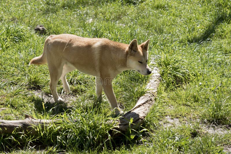 This is a Side View of a Golden Dingo Stock Photo - Image of vicious ...