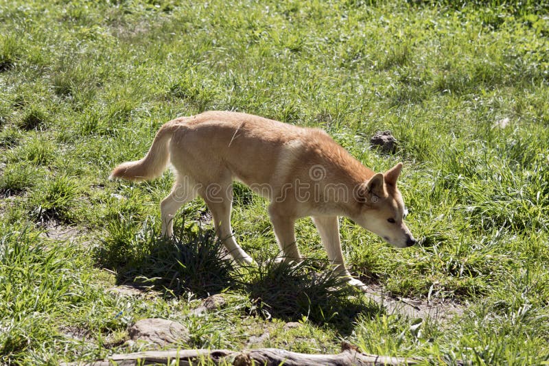 This is a Side View of a Golden Dingo Stock Photo - Image of australia ...