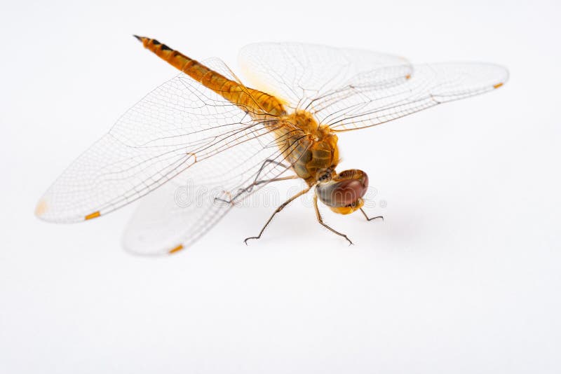 Beautiful Dragonfly Side View Stock Image - Image of foliage, close ...