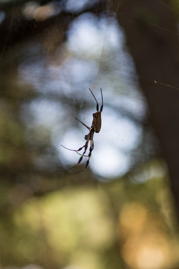 Side View Spider Its Web Stock Photos - Free & Royalty-Free Stock ...