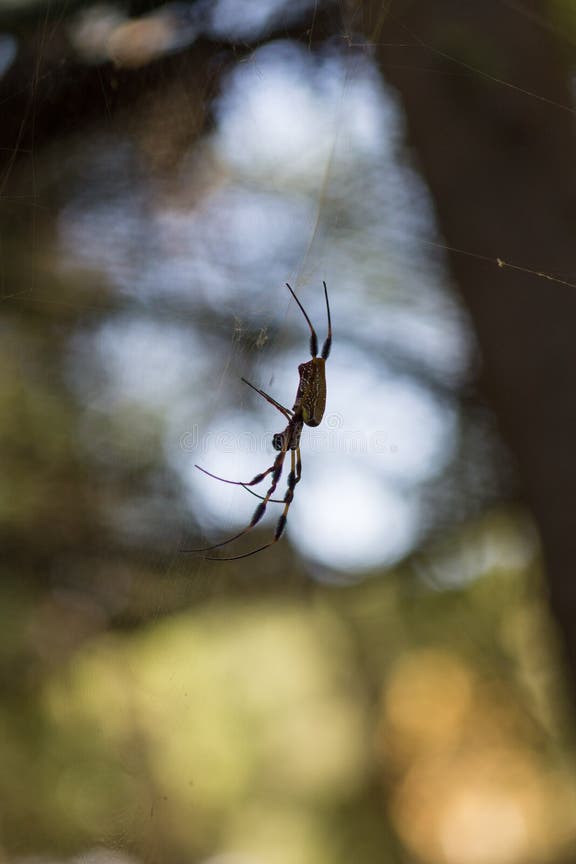 Side View of a Golden Orb Spider Stock Photo - Image of creature ...