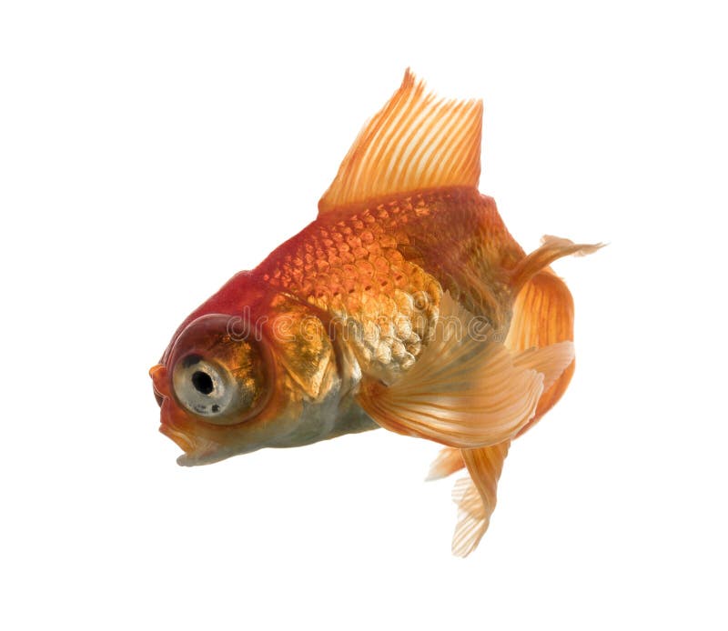 Telescope Eye Goldfish Stock Photos - Download 130 Royalty Free Photos