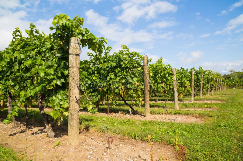 Side View Grape Plantations Photos - Free & Royalty-Free Stock Photos ...
