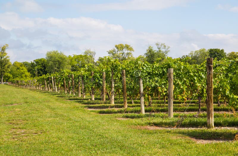 Side View of Grape Plantations Stock Photo - Image of produce, cloudy ...