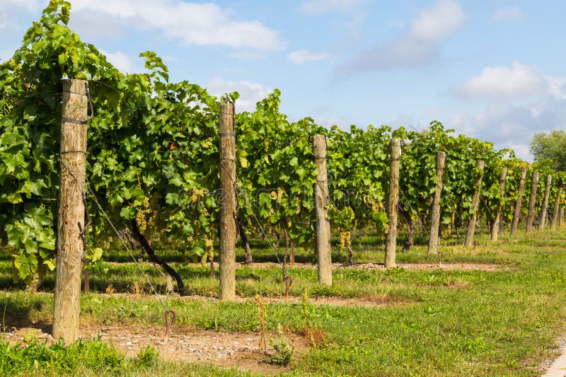 Side View of Grape Plantations Stock Photo - Image of grow, agriculture ...