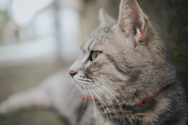 Side View of a Gray Tabby Cat Outdoors, Looking Ahead at Something that ...