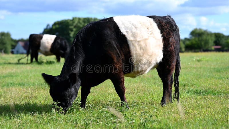 Side View of a Grazing Belted Galloway Cow Heifer Stock Video - Video ...