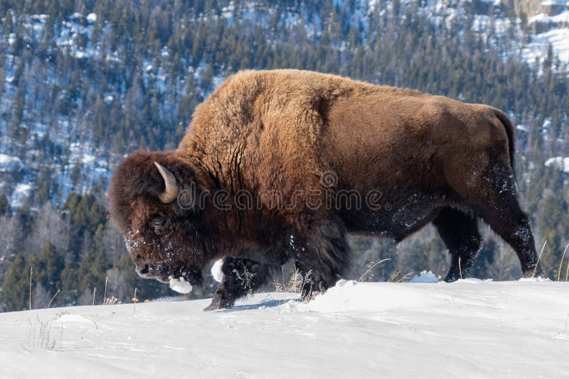 Grazing Bison stock photo. Image of bison, collection - 52395954