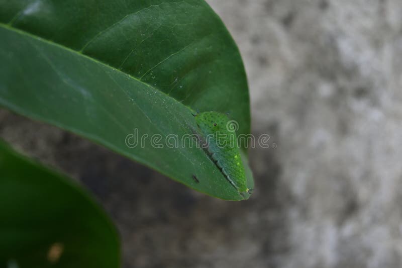 Side View of a Green Colored Tailed Jay Caterpillar on a Leaf Top with ...