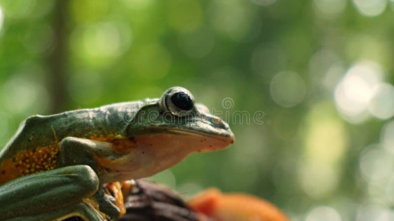 348 Tree Frog Side View Stock Photos - Free & Royalty-Free Stock Photos ...