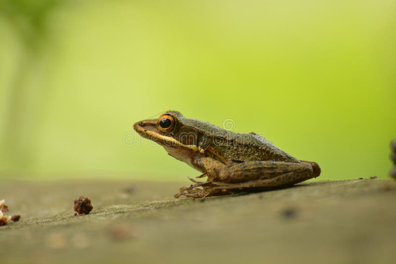 Side view of green frog stock photo. Image of drop, biology - 189257576