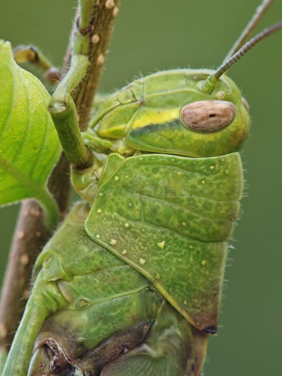 Side View of a Green Grasshopper& X27;s Head Stock Image - Image of ...