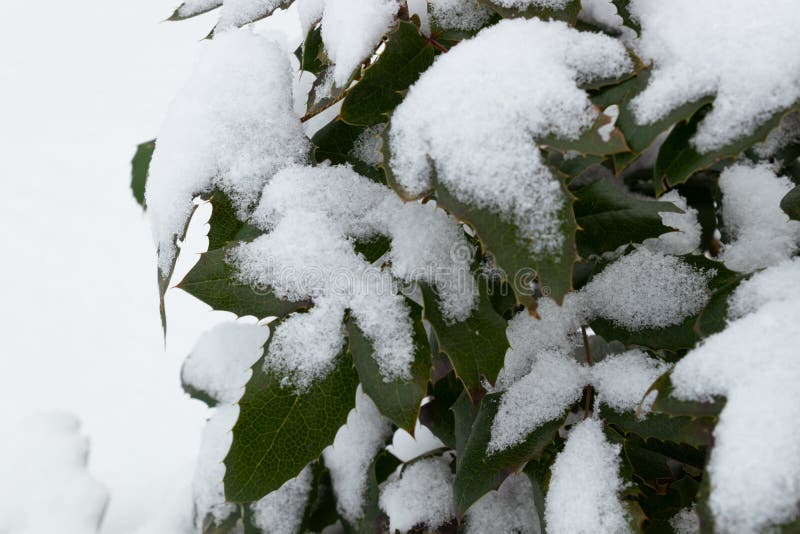 Side View of Green Leaves on Branches Covered with a Small Layer of ...